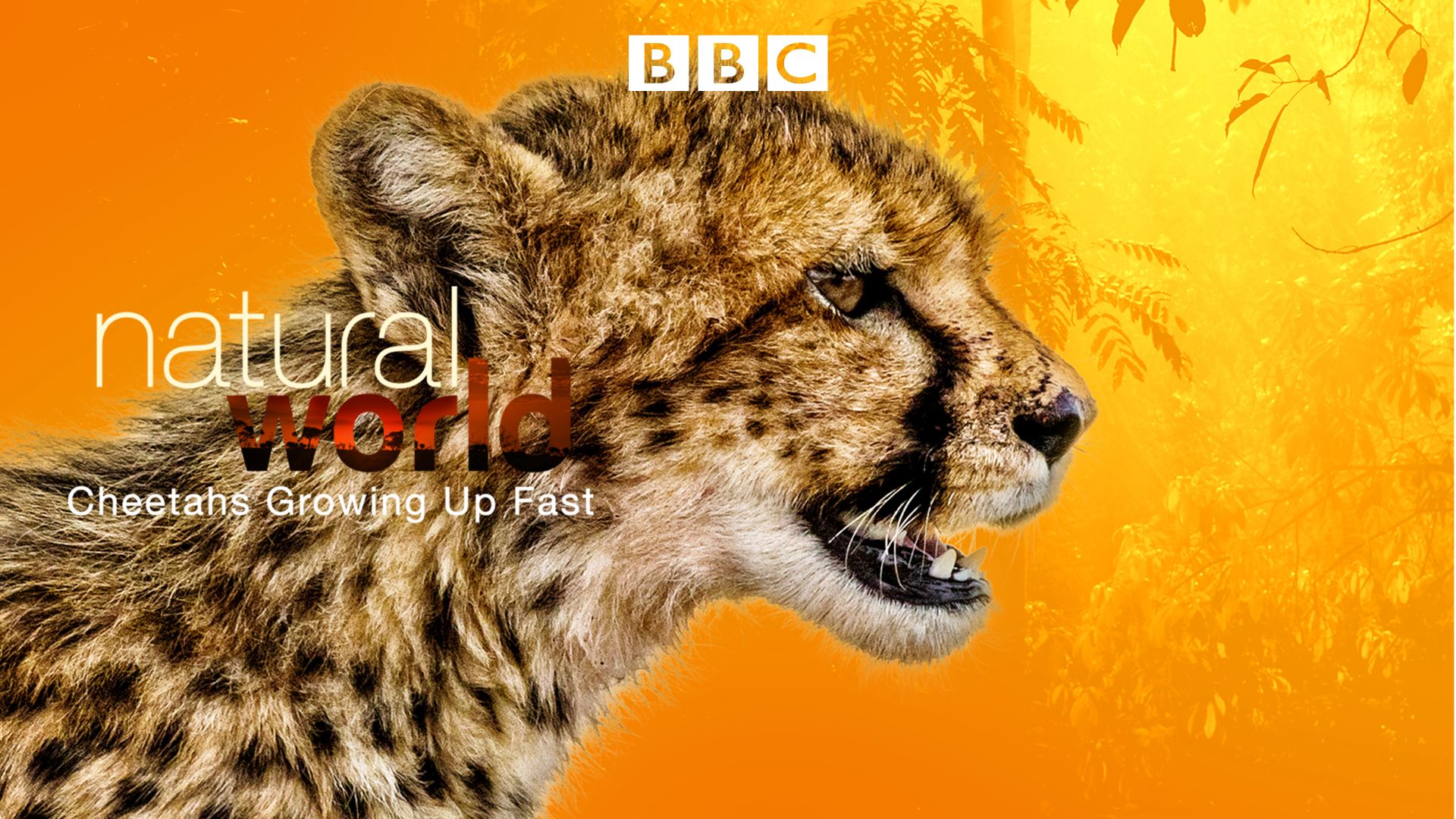 Watch natural-world-cheetahs-growing-up-fast only on Watcho