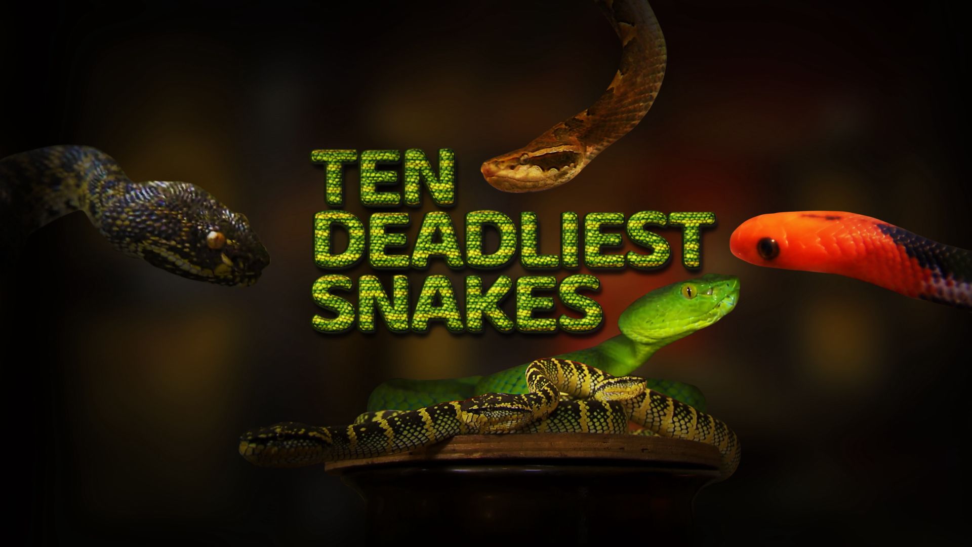 Watch ten-deadliest-snakes All Episodes | Watcho
