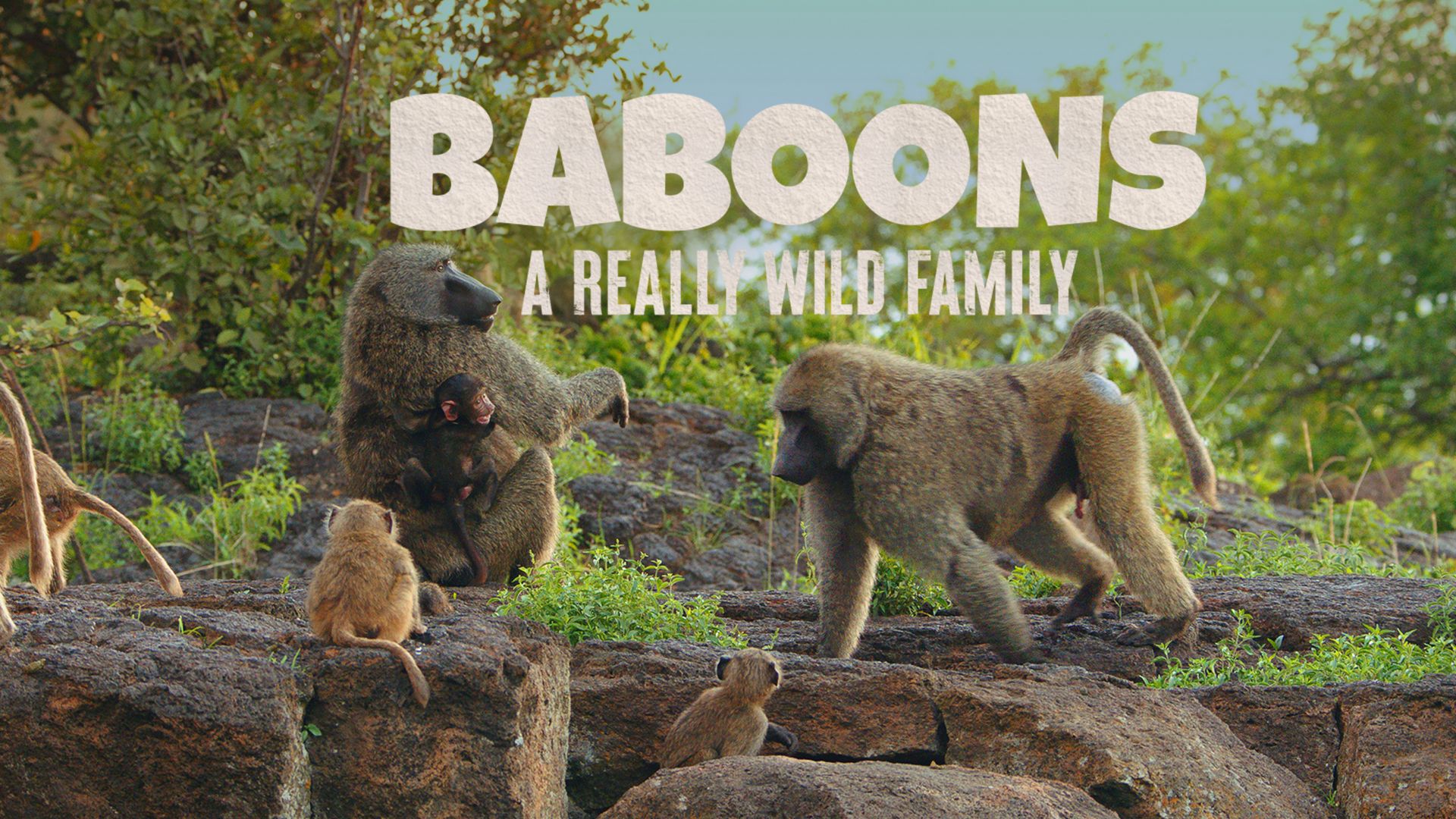 Watch baboons-a-really-wild-family only on Watcho