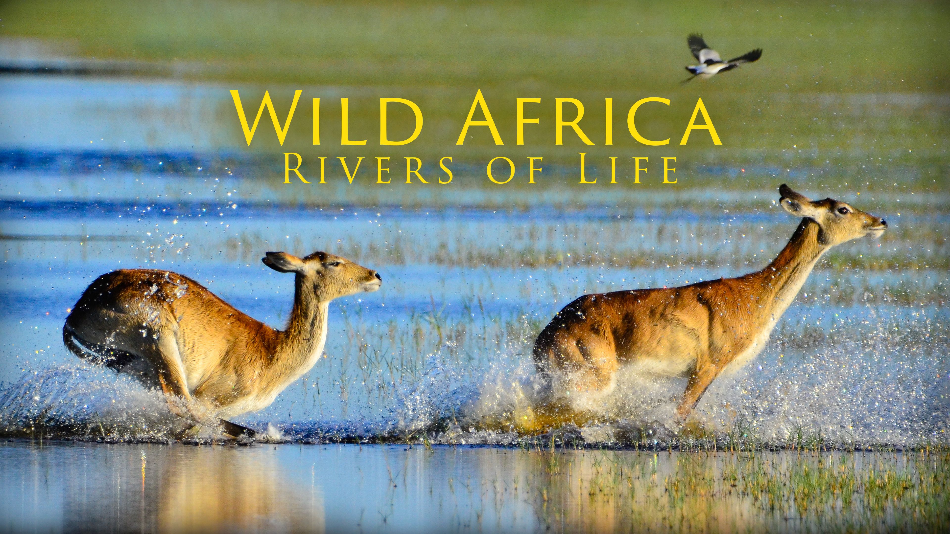 section/nature-animals-series-discovery -Watcho