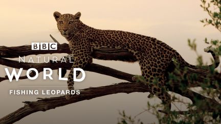 partner/discovery -Watcho