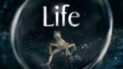 partner/discovery -Watcho